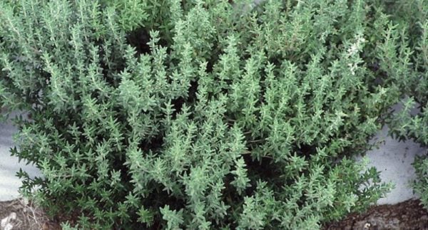 Tomillo: Contraindicaciones, Propiedades y Beneficios - Unisima.com